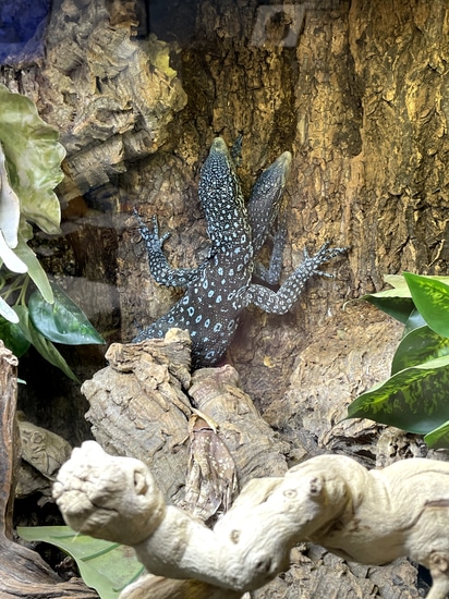 Breeding Pair Blue Tree Monitor by Pet Kingdom