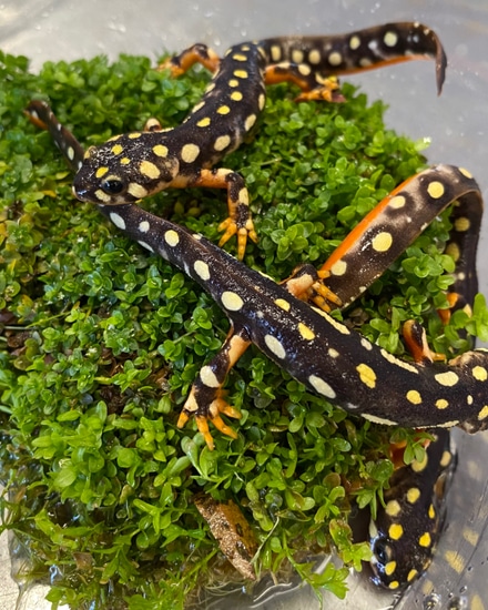Neurergus Crocatus Yellow Spotted Newts by Pet Kingdom