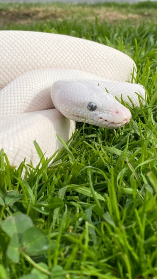 Blue Eyed Leucistic Ball Python by Pet Kingdom