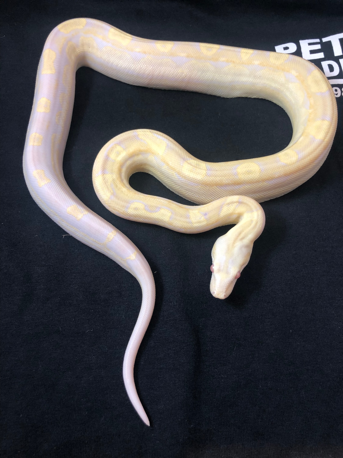 Sharp Moonglow Motley Boa Constrictor by Pet Paradise - MorphMarket