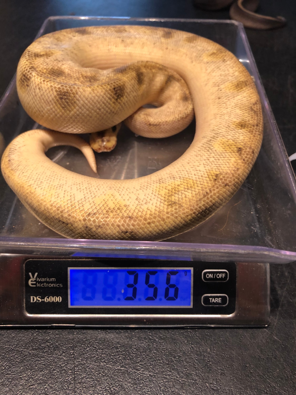 Yellow Belly Champagne Pastel Ball Python by Pet Paradise - MorphMarket
