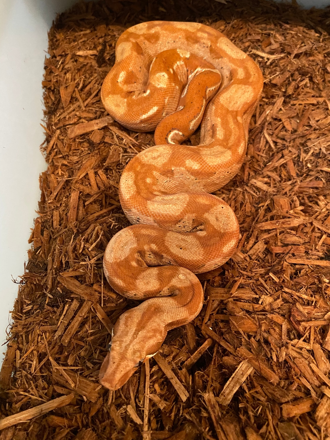 VPI Hytec Pink Panther Boa Constrictor by Pet Paradise - MorphMarket