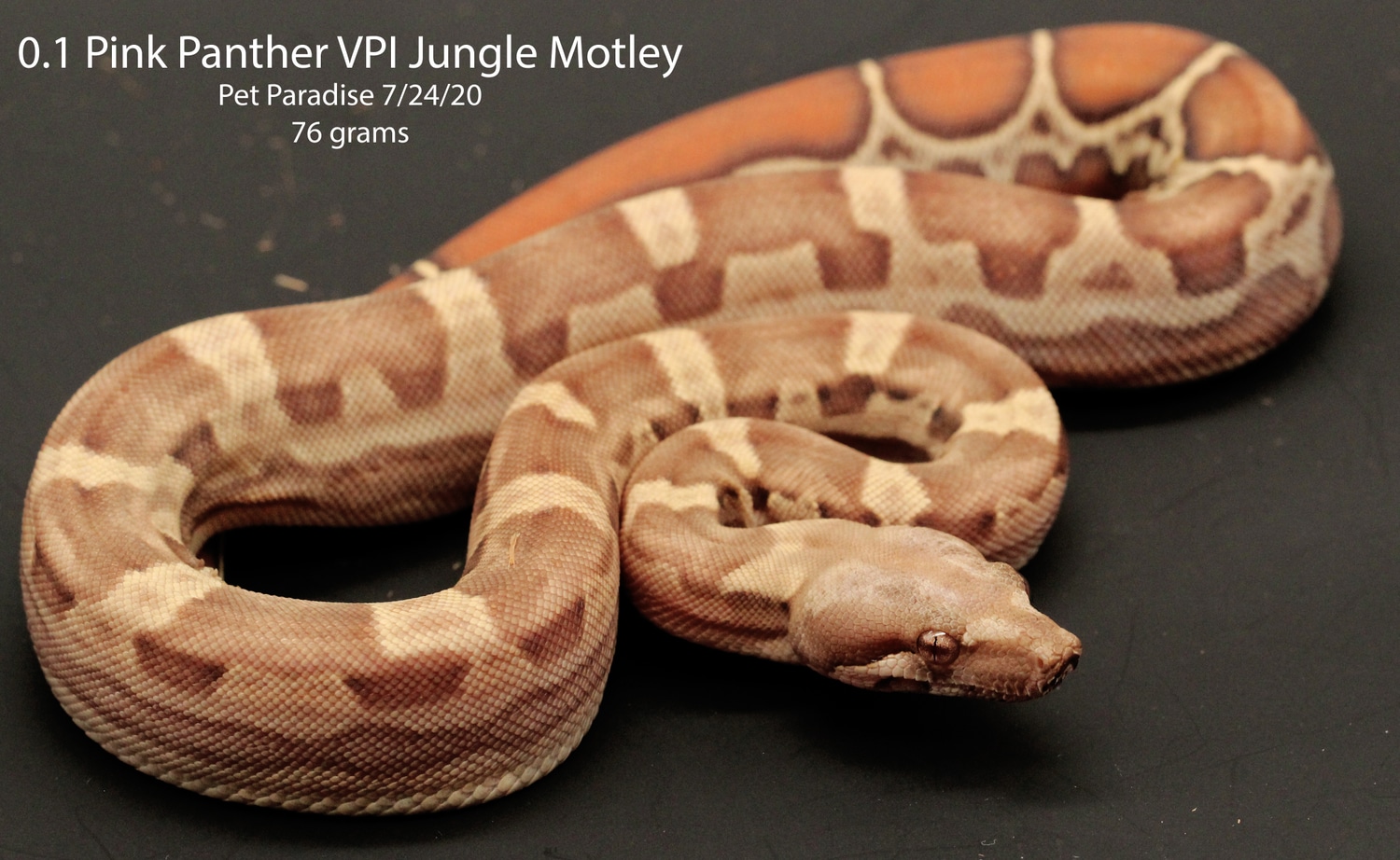Pink Panther VPI Jungle Motley Boa Constrictor by Pet Paradise - MorphMarket
