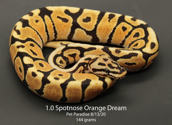 Spotnose Orange Dream Ball Python by Pet Paradise
