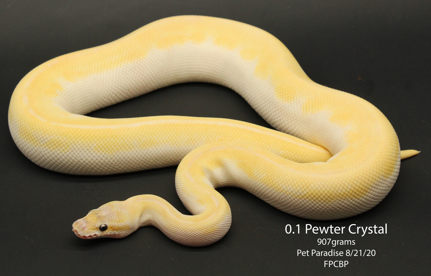 Pewter Crystal Ball Python by Pet Paradise - MorphMarket