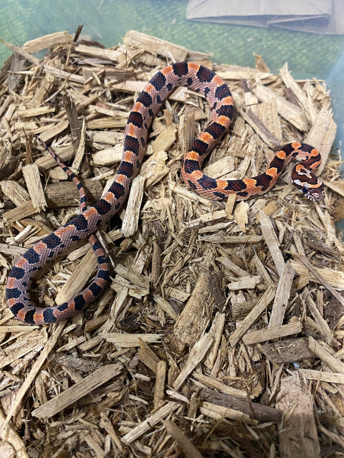 Okeetee Corn Snake by Pet Paradise - MorphMarket