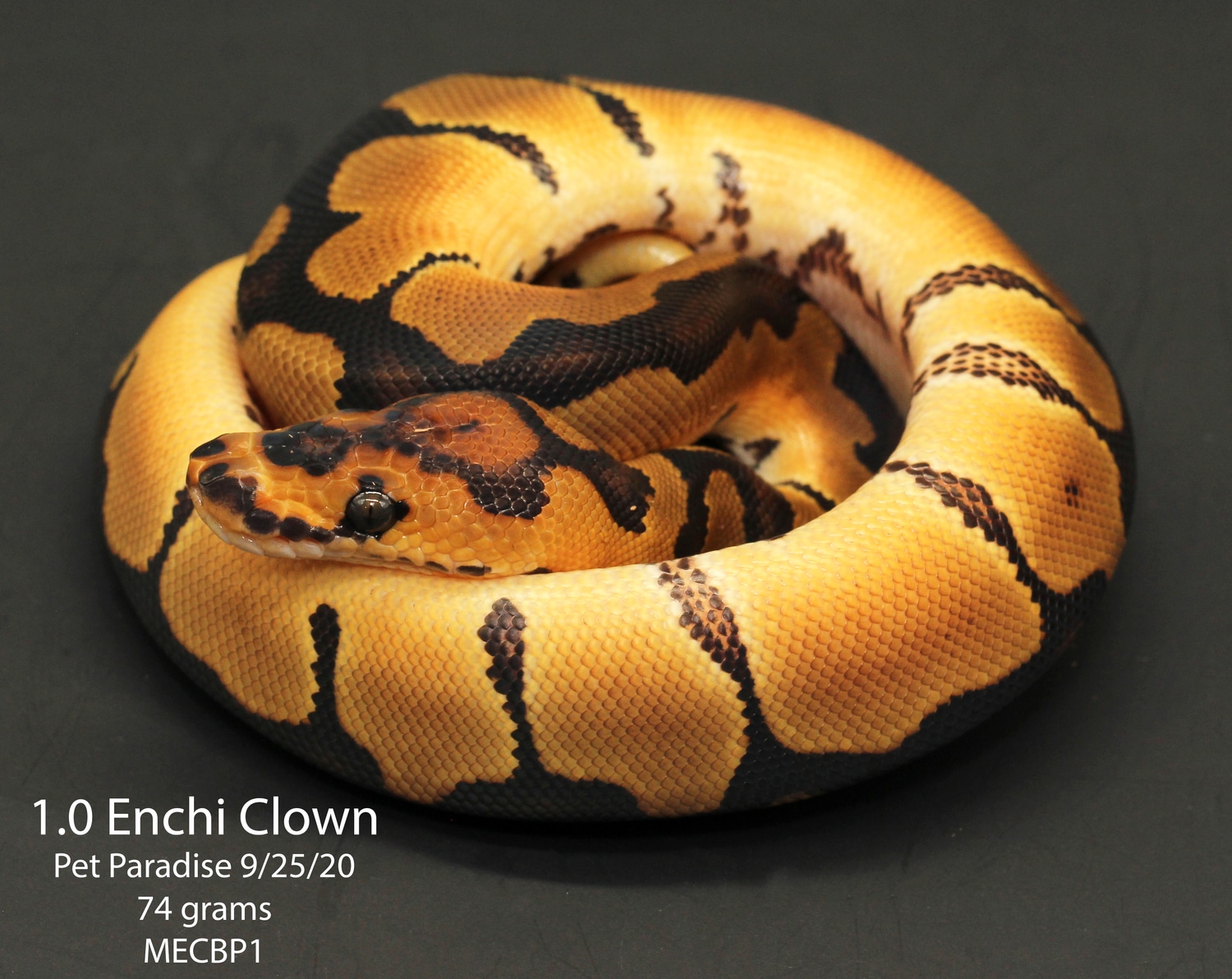 Enchi Clown Ball Python by Pet Paradise - MorphMarket