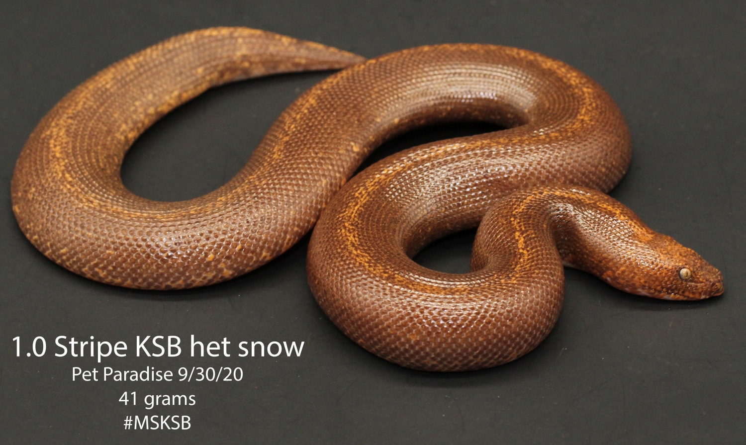 Stripe KSB Het Snow Kenyan Sand Boa by Pet Paradise - MorphMarket