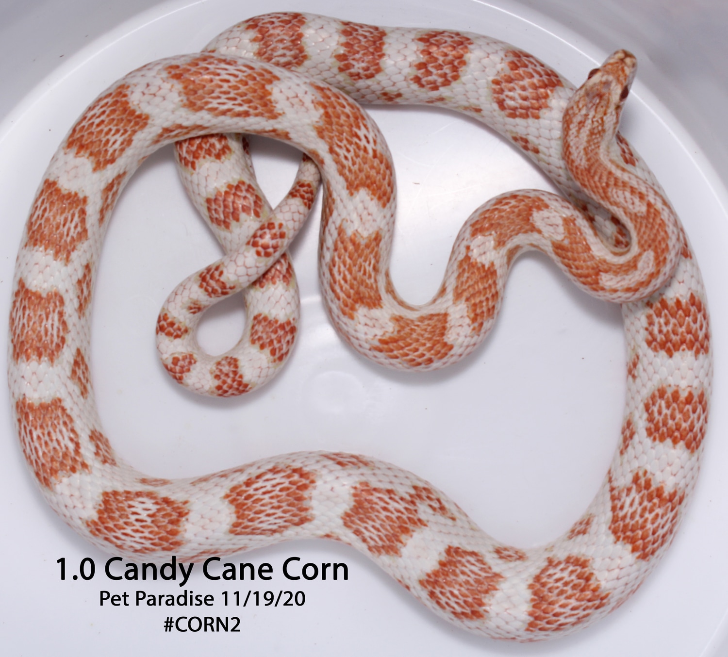 Candy Cane Corn Snake by Pet Paradise - MorphMarket
