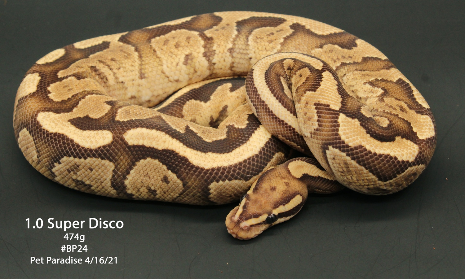 Super Disco Ball Python by Pet Paradise - MorphMarket