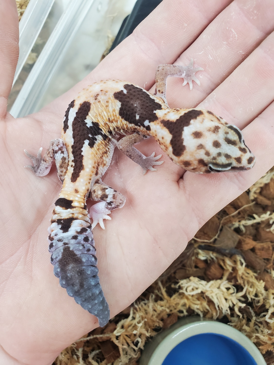 White Out Zulu Het Oreo African Fat-Tailed Gecko by Pet Paradise ...