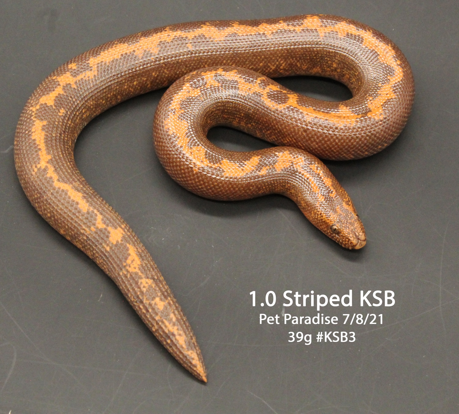 Striped Kenyan Sand Boa by Pet Paradise - MorphMarket