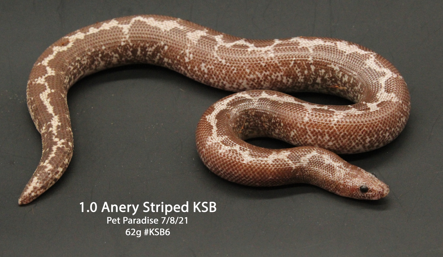 Anery Striped Kenyan Sand Boa by Pet Paradise - MorphMarket