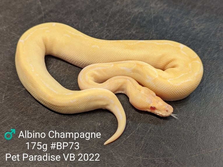 Albino Champagne Ball Python by Pet Paradise - MorphMarket
