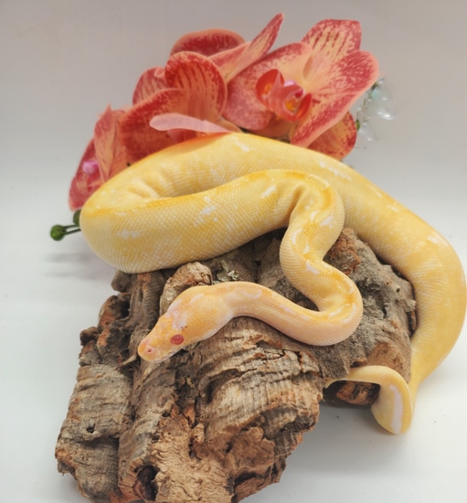 Albino Champagne Ball Python by Pet Paradise