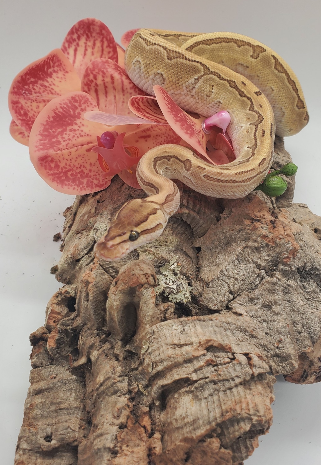 Orange Dream Butter Pin YB/Asphalt Ball Python by Pet Paradise ...