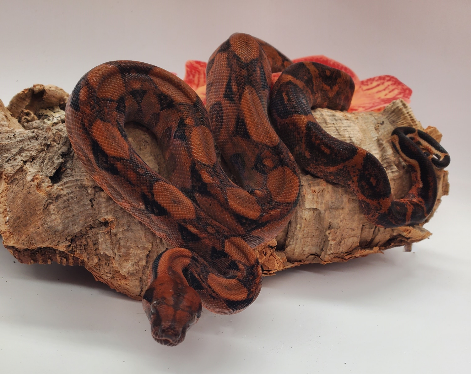 Blood Boa Boa Constrictor by Pet Paradise - MorphMarket