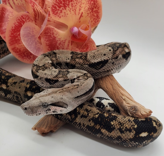 Crawl Cay Boa Boa Constrictor by Pet Paradise