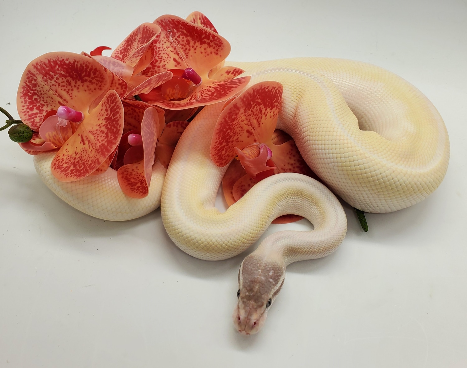 Super Mojave Ball Python by Pet Paradise - MorphMarket