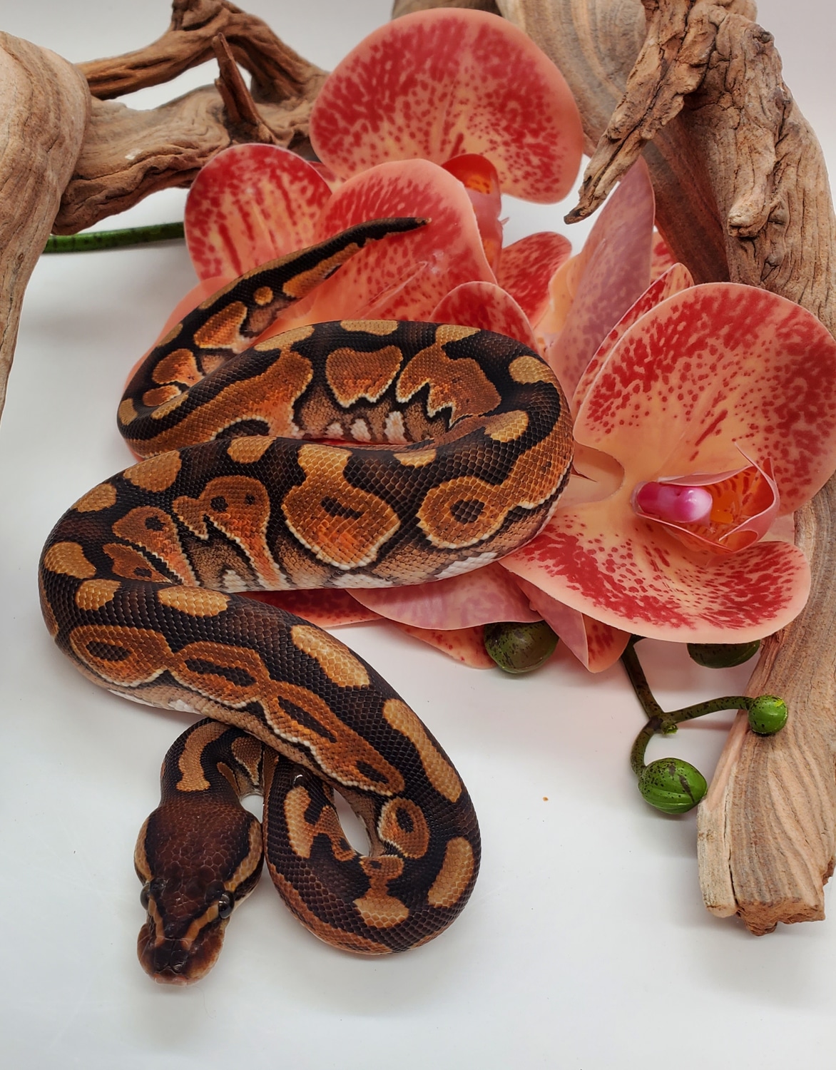 Cinnamon Enchi Ball Python by Pet Paradise - MorphMarket