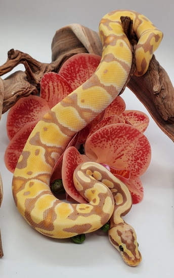 Banana Crypton Ball Python by Pet Paradise