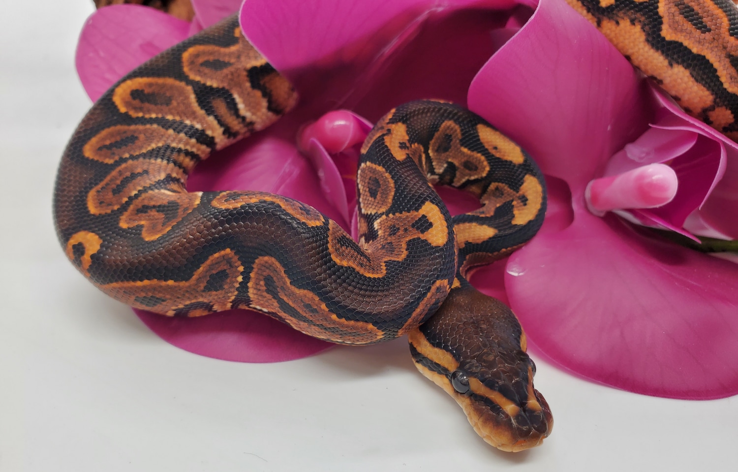 Cinnamon Calico Yellowbelly Ball Python by Pet Paradise - MorphMarket