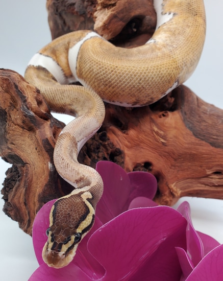 Pastel Phantom Pied Ball Python by Pet Paradise