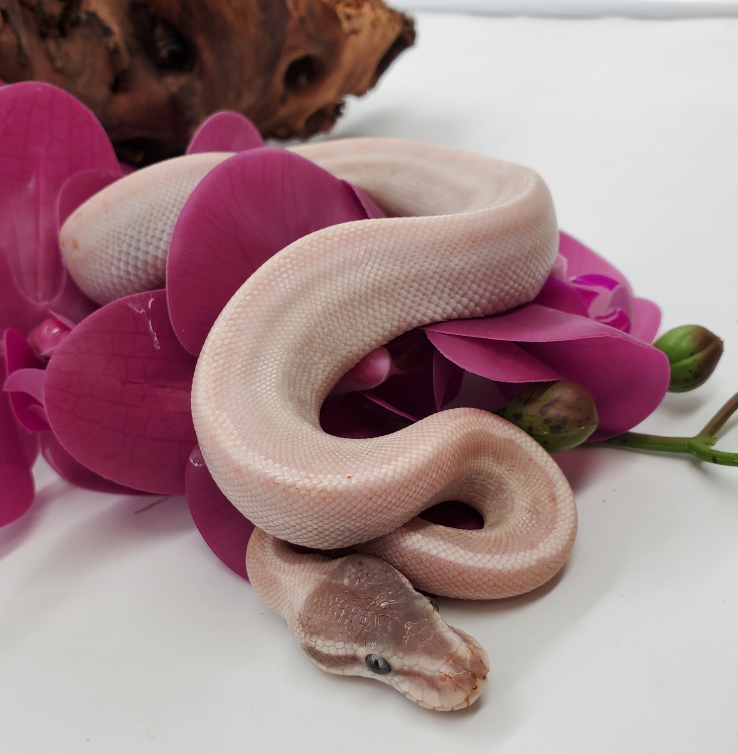 GHI Super Mystic Ball Python by Pet Paradise - MorphMarket