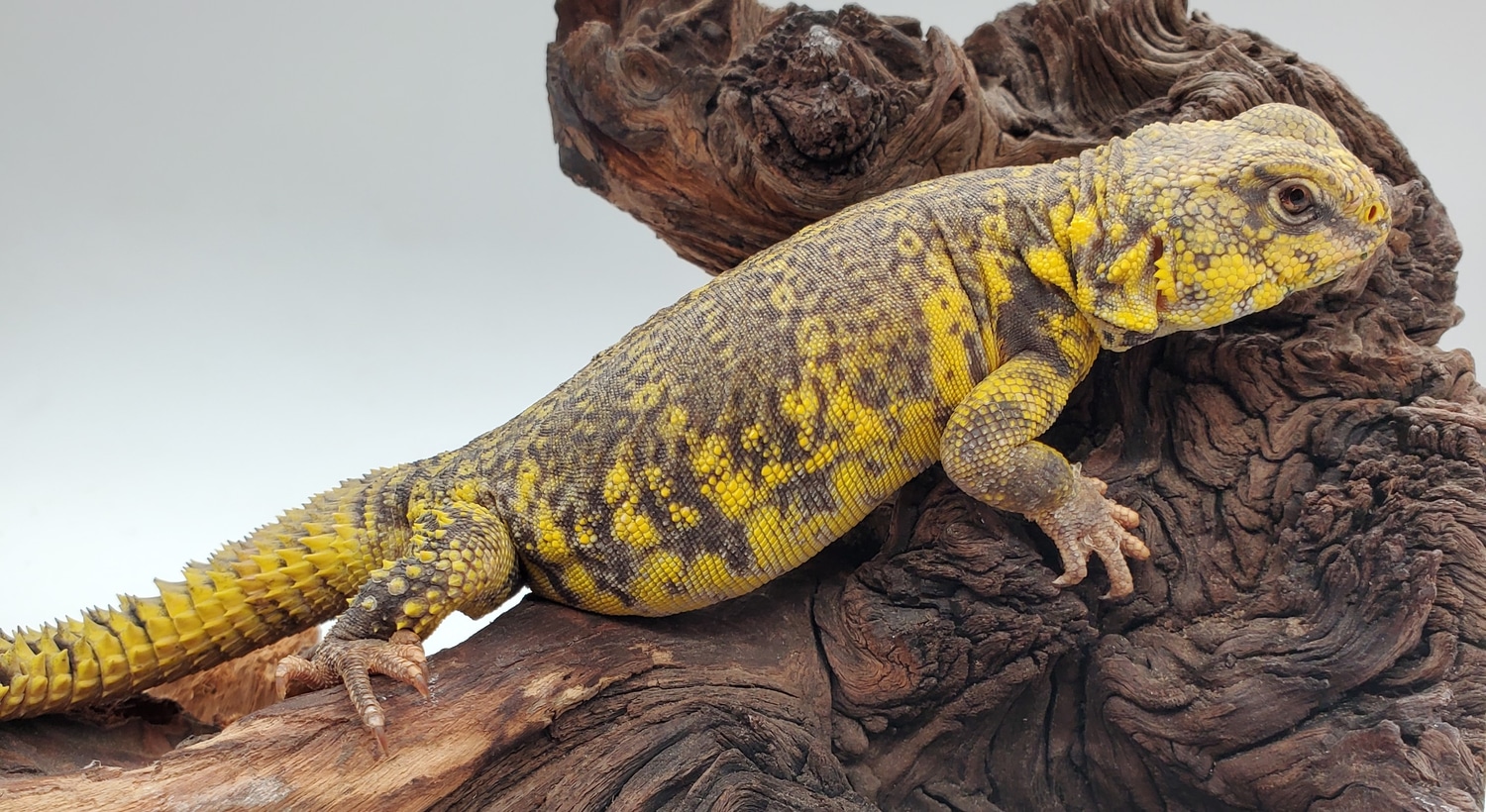 Saharan Uromastyx More Lizard by Pet Paradise - MorphMarket