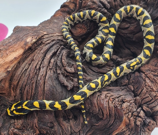 Mandarin Rat Snake by Pet Paradise