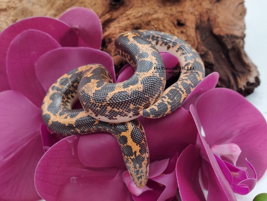 Female Kenyan Sand Boa by Pet Paradise
