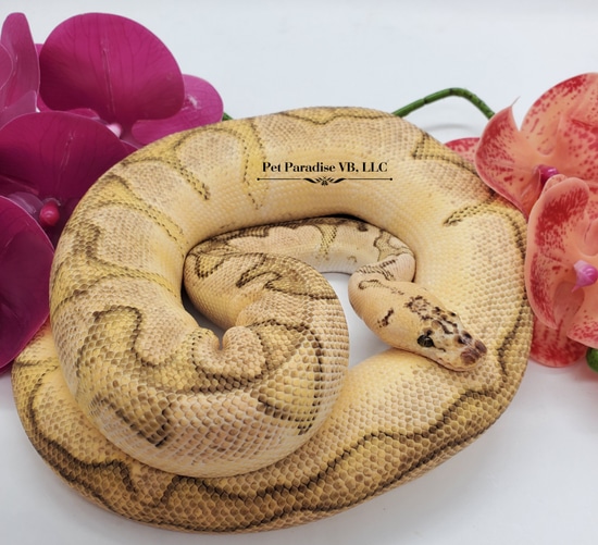 Enchi Killer Clown Ball Python by Pet Paradise