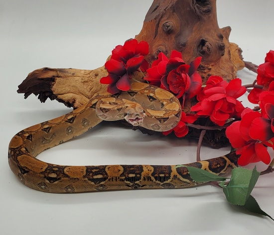 Red Tail Boa Het RDR Black Eye Anery Boa Constrictor by Pet Paradise