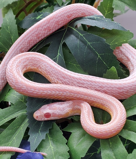Coral Snow Tessera Corn Snake by Pet Paradise