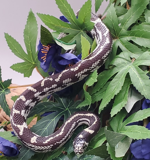 Aberrant California Kingsnake by Pet Paradise