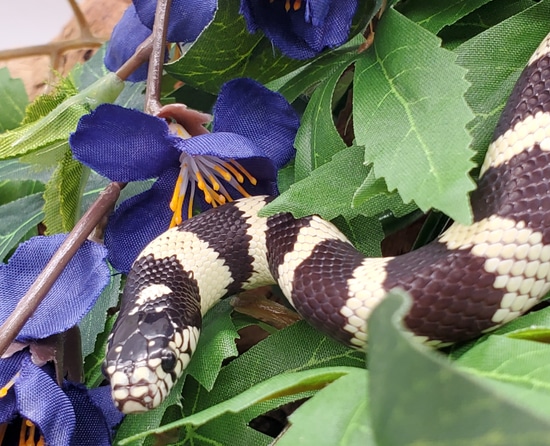 Banded California Kingsnake by Pet Paradise