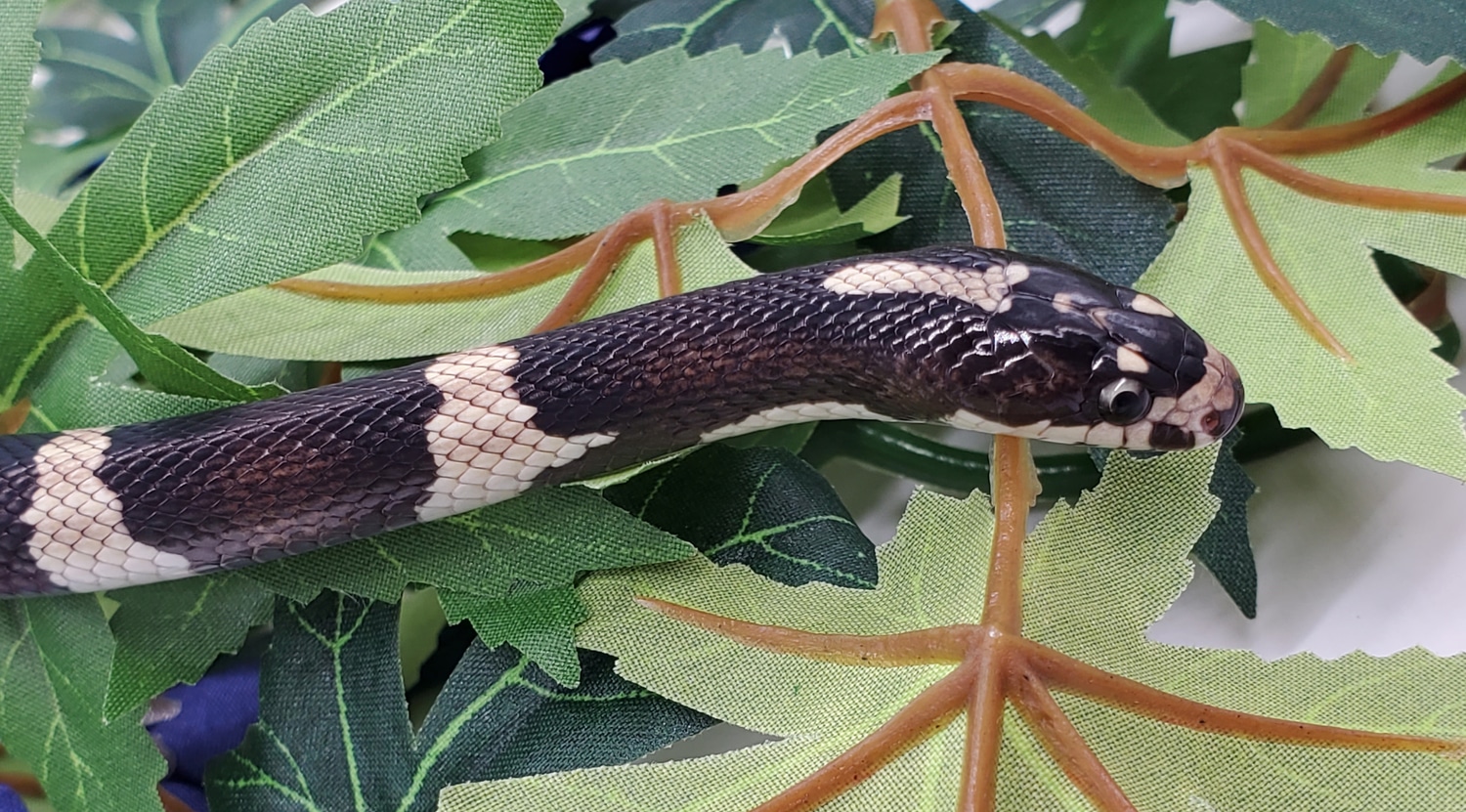 Jurassic Milk Snake More Colubrid by Pet Paradise - MorphMarket