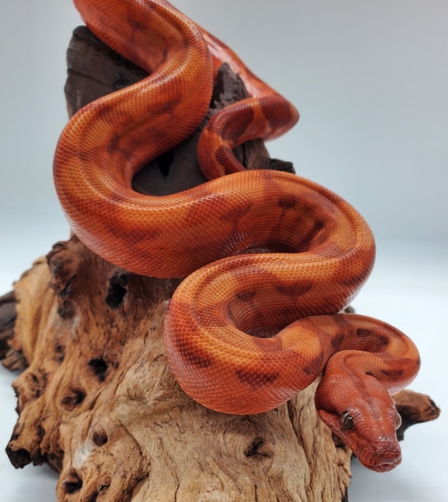 Phoenix Boa Boa Constrictor by Pet Paradise
