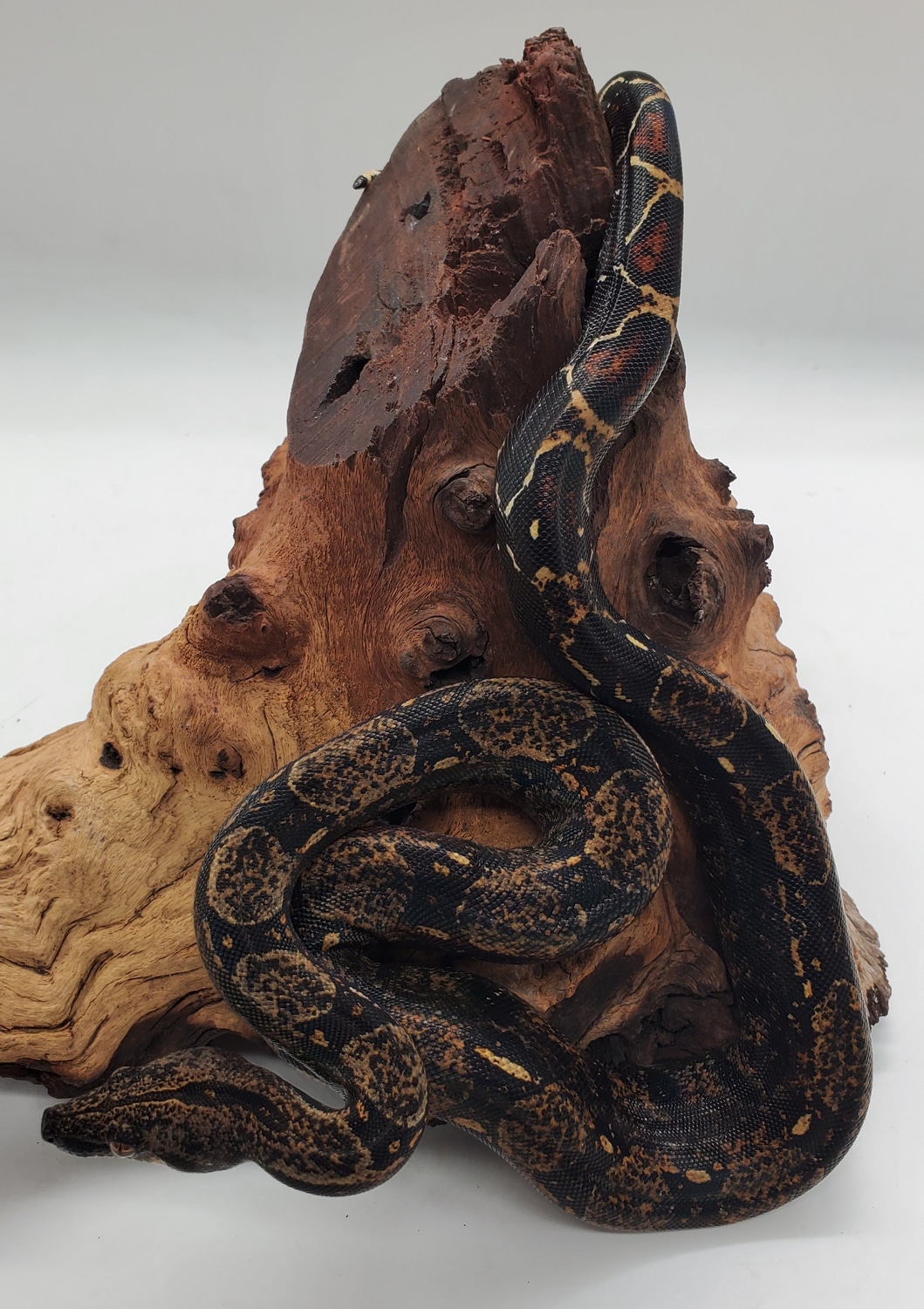 IMG Pastel Flamingo Het Albino Boa Constrictor by Pet Paradise ...