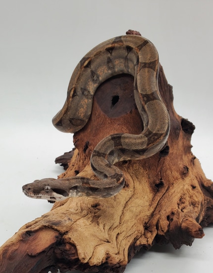 Common Red Tail Boa Boa Constrictor by Pet Paradise