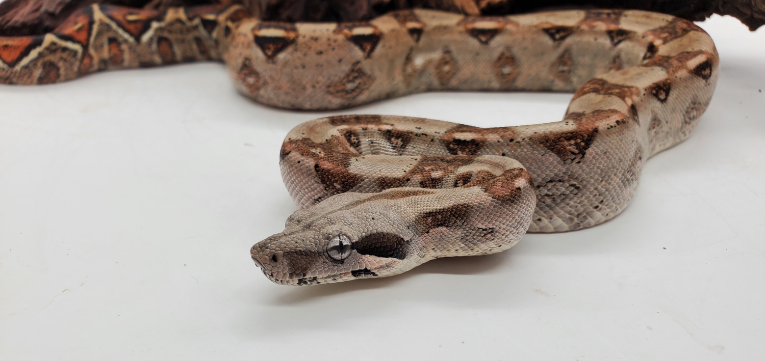 Common Red Tail Boa Boa Constrictor by Pet Paradise - MorphMarket