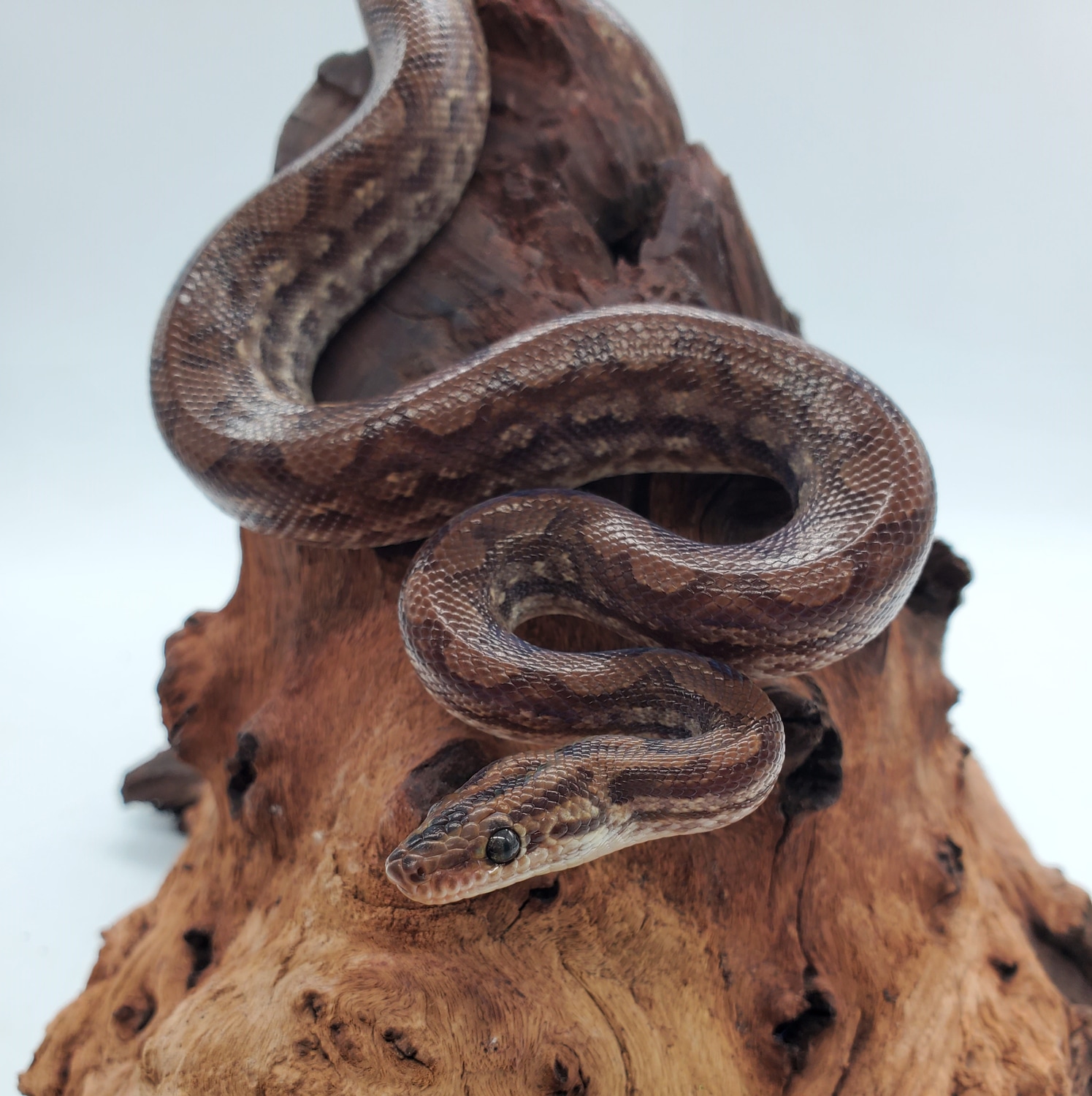 Colombian Rainbow Boa by Pet Paradise - MorphMarket