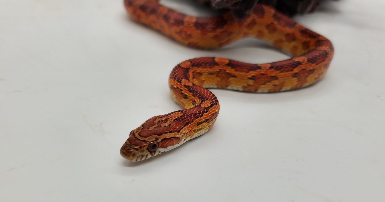 Carolina Corn Snake by Pet Paradise - MorphMarket