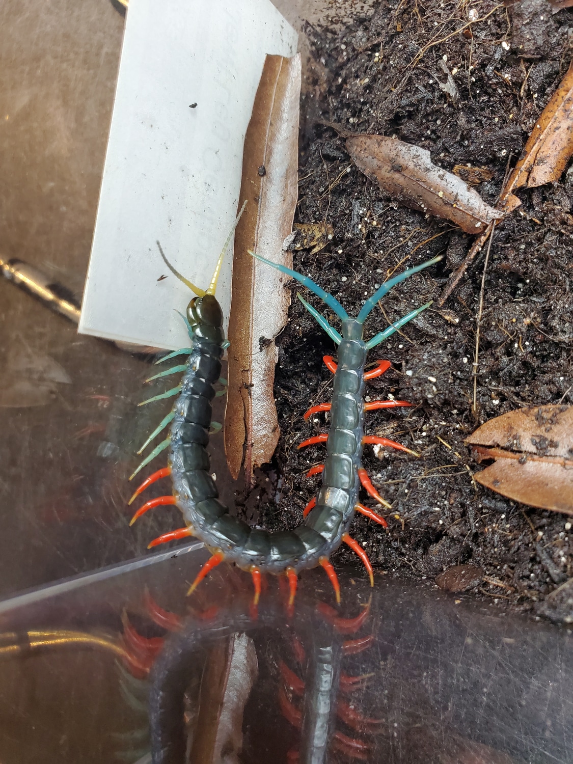 Jewel Leg Centipede by Pet Paradise - MorphMarket