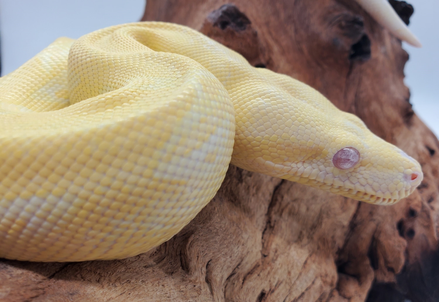 Moonglow Boa Boa Constrictor by Pet Paradise - MorphMarket