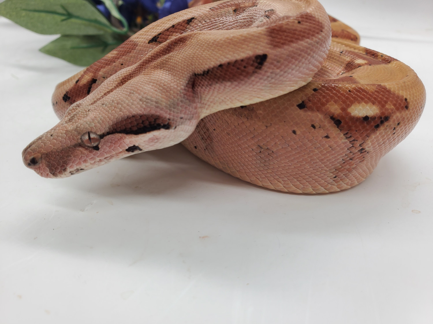 Hypo Red Panther RedRum Het VPI Boa Constrictor by Pet Paradise ...
