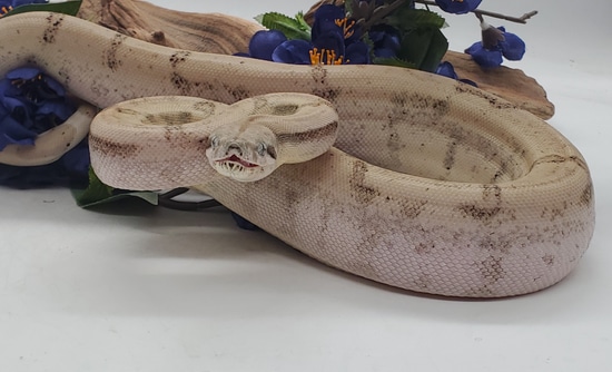 Sunset Jaguar Ghost Boa Constrictor by Pet Paradise