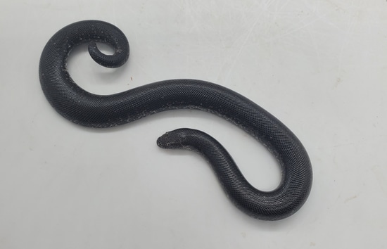 Black Russian Sand Boa by Pet Paradise