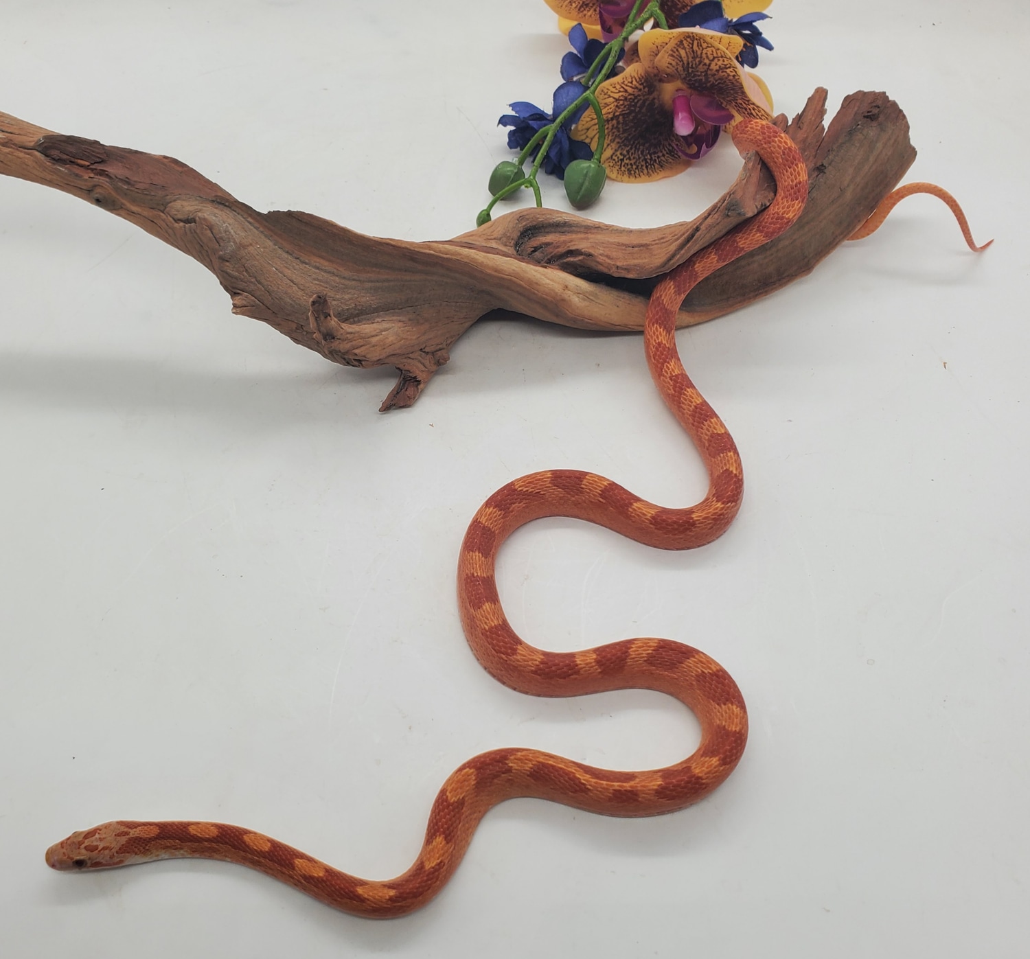Ultramel Blood Red Corn Snake by Pet Paradise - MorphMarket