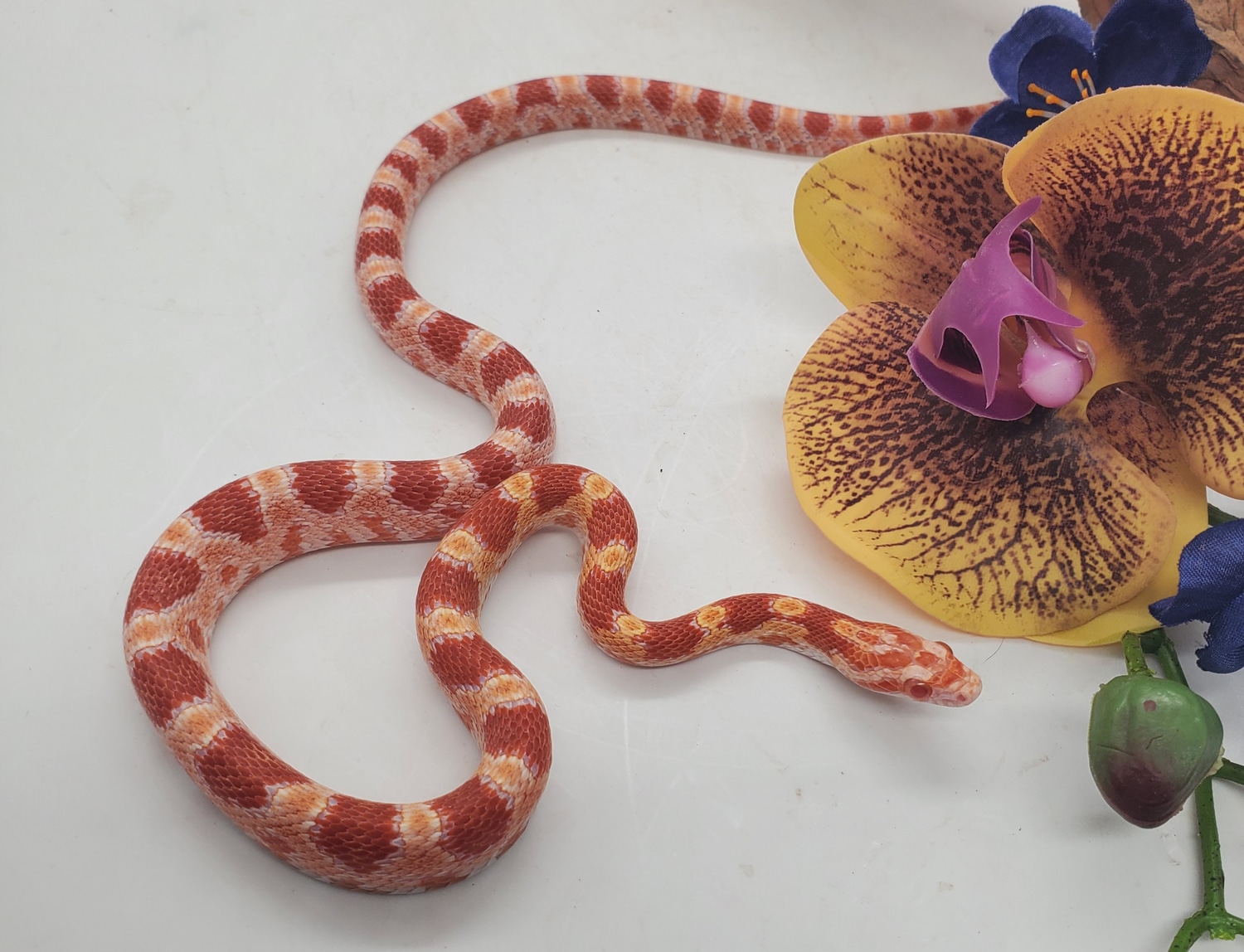 Albino Het Scaleless Corn Snake by Pet Paradise - MorphMarket